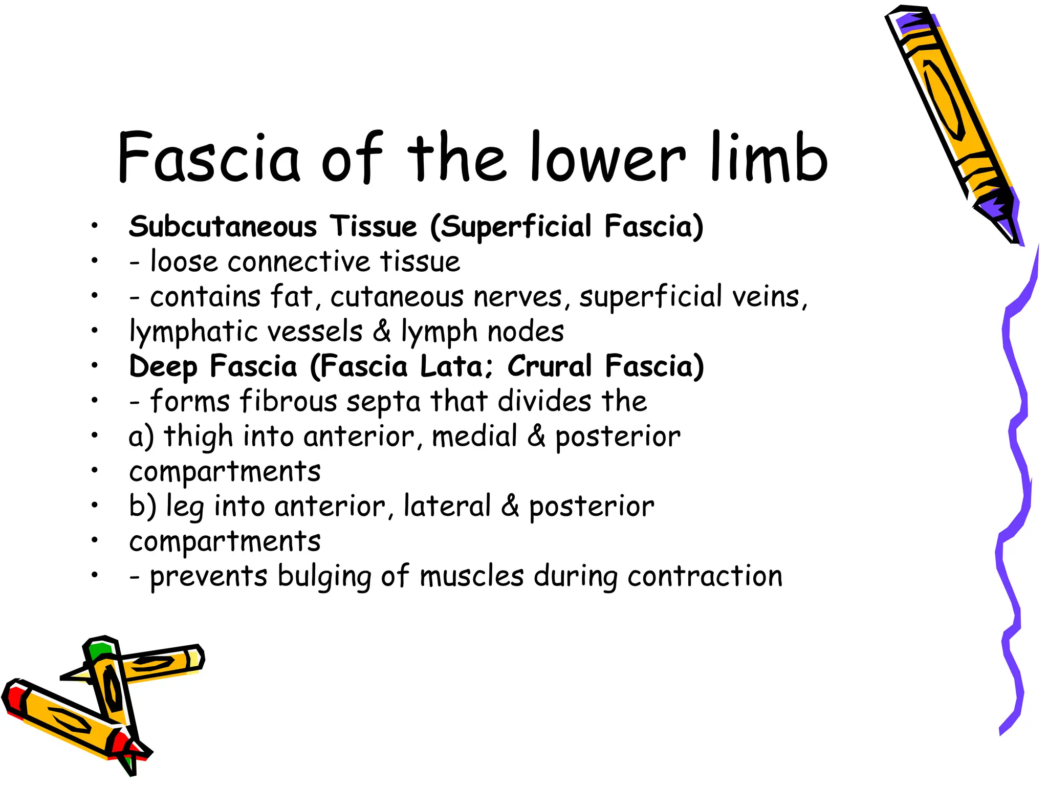 anterior compartment of thigh (2).ppt