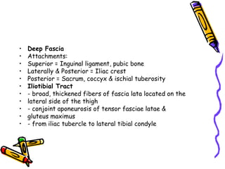 anterior compartment of thigh (2).ppt | Death, Injury, or Military ...