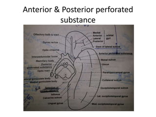 Posterior Perforated Substance