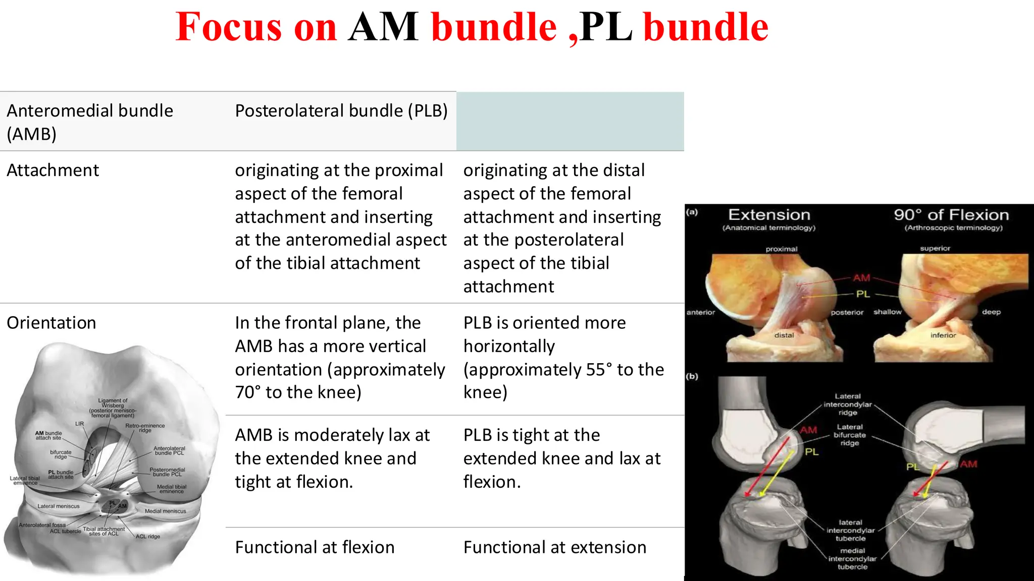 anterior cruciate ligament rehabilitation | PDF