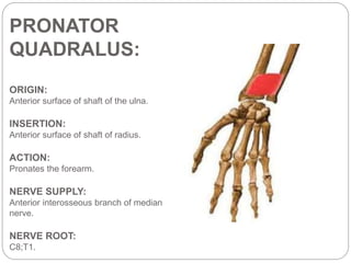 Anterior forearm | PPT