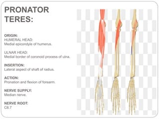 Anterior forearm | PPT
