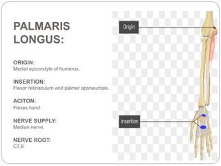 Anterior forearm | PPT
