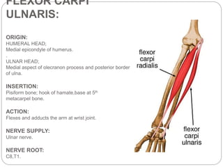Anterior forearm | PPT