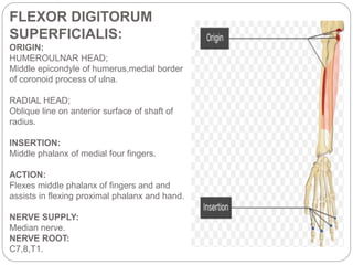 Anterior forearm | PPT