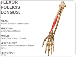 Anterior forearm | PPTX