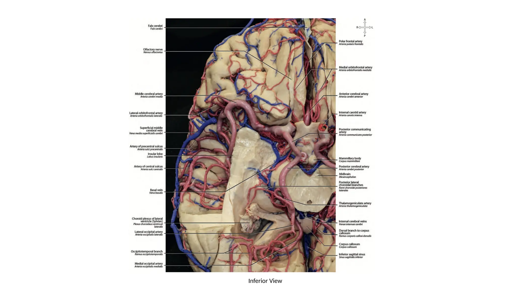 Anterior Fossa Anatomy Anterior Fossa Anterior Fossa | PPT