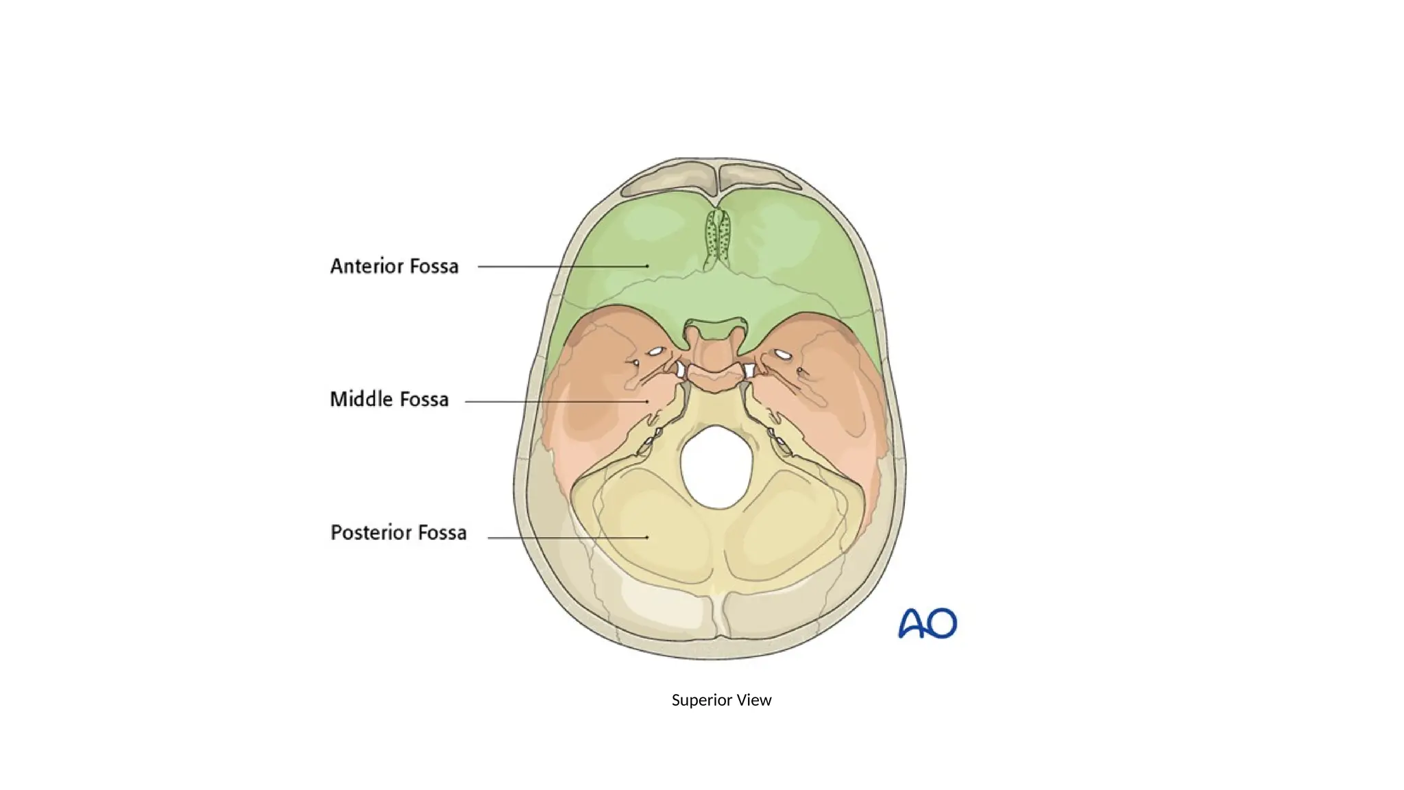 Anterior Fossa Anatomy Anterior Fossa Anterior Fossa | PPT
