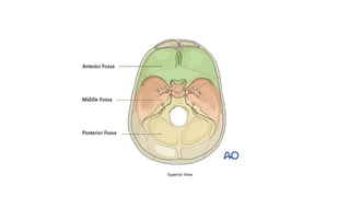 Anterior Fossa Anatomy Anterior Fossa Anterior Fossa | PPT