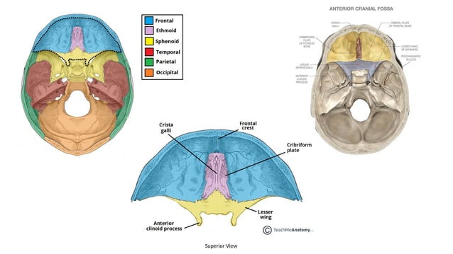 Anterior Fossa Anatomy Anterior Fossa Anterior Fossa | PPTX