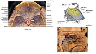 Anterior Fossa Anatomy Anterior Fossa Anterior Fossa | PPT