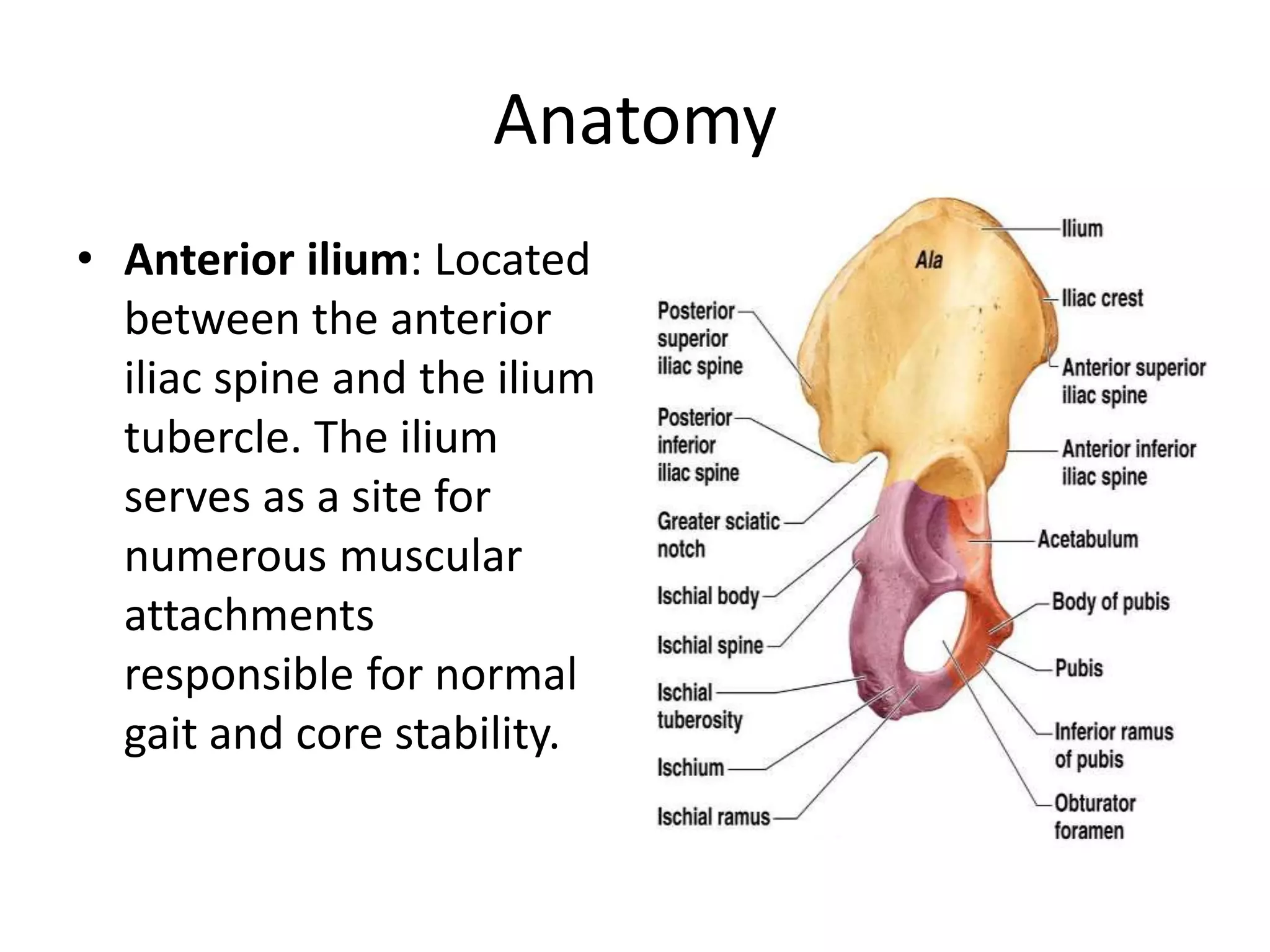 Anterior iliac crest | PPTX