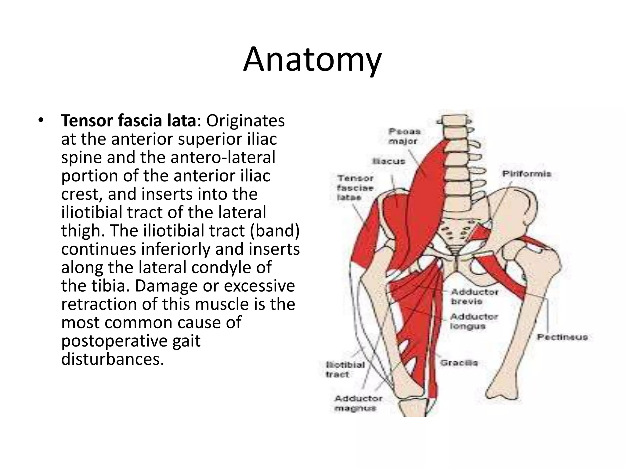 Anterior iliac crest | PPTX