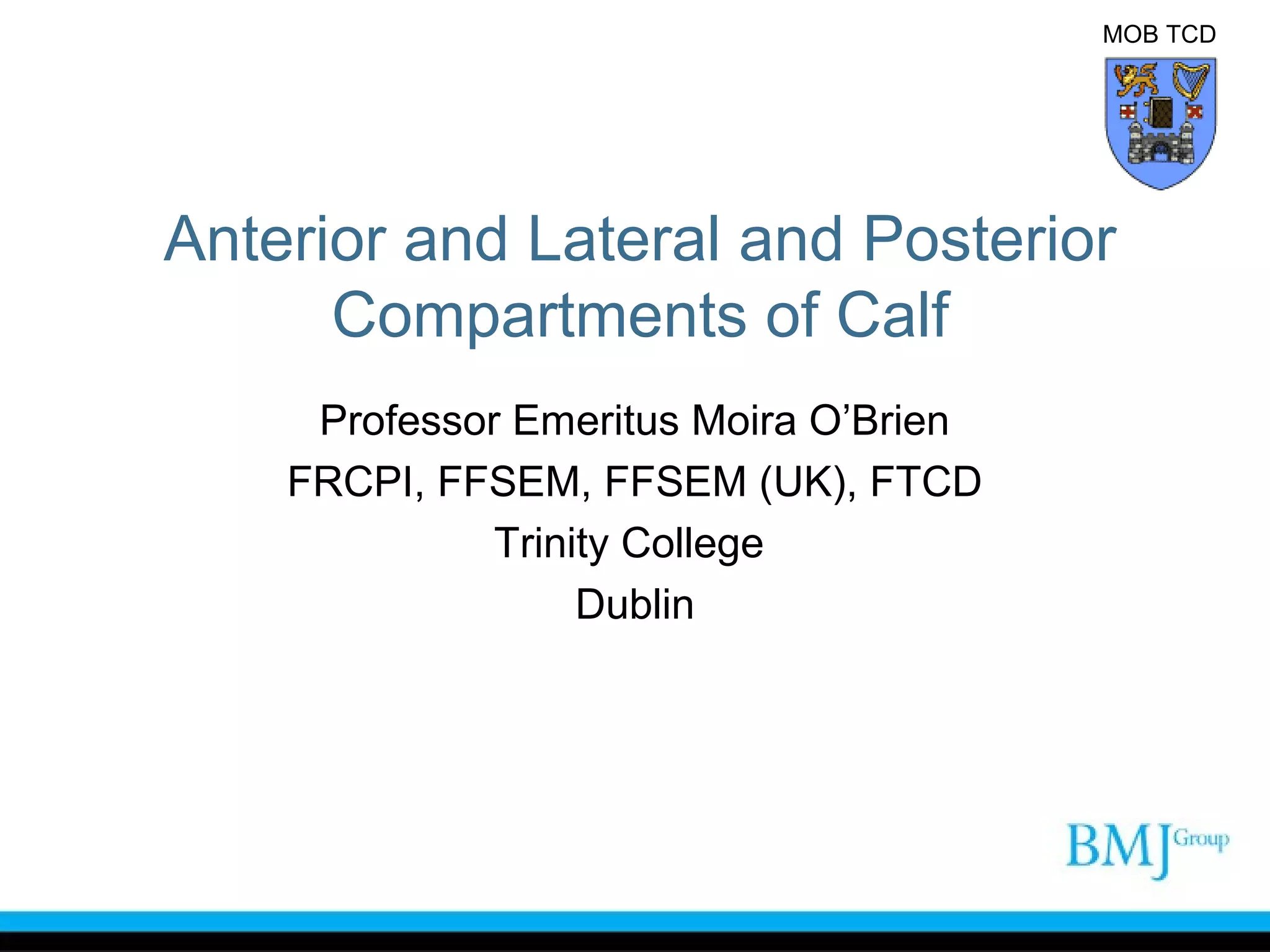 Anterior lateral and_posterior_compartments_of_calf | PPT