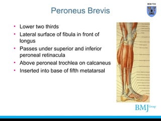 Peroneal Trochlea Of Calcaneus