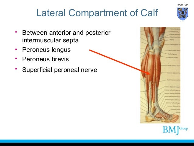 Anterior posterior compartments of leg - gilitgrupo