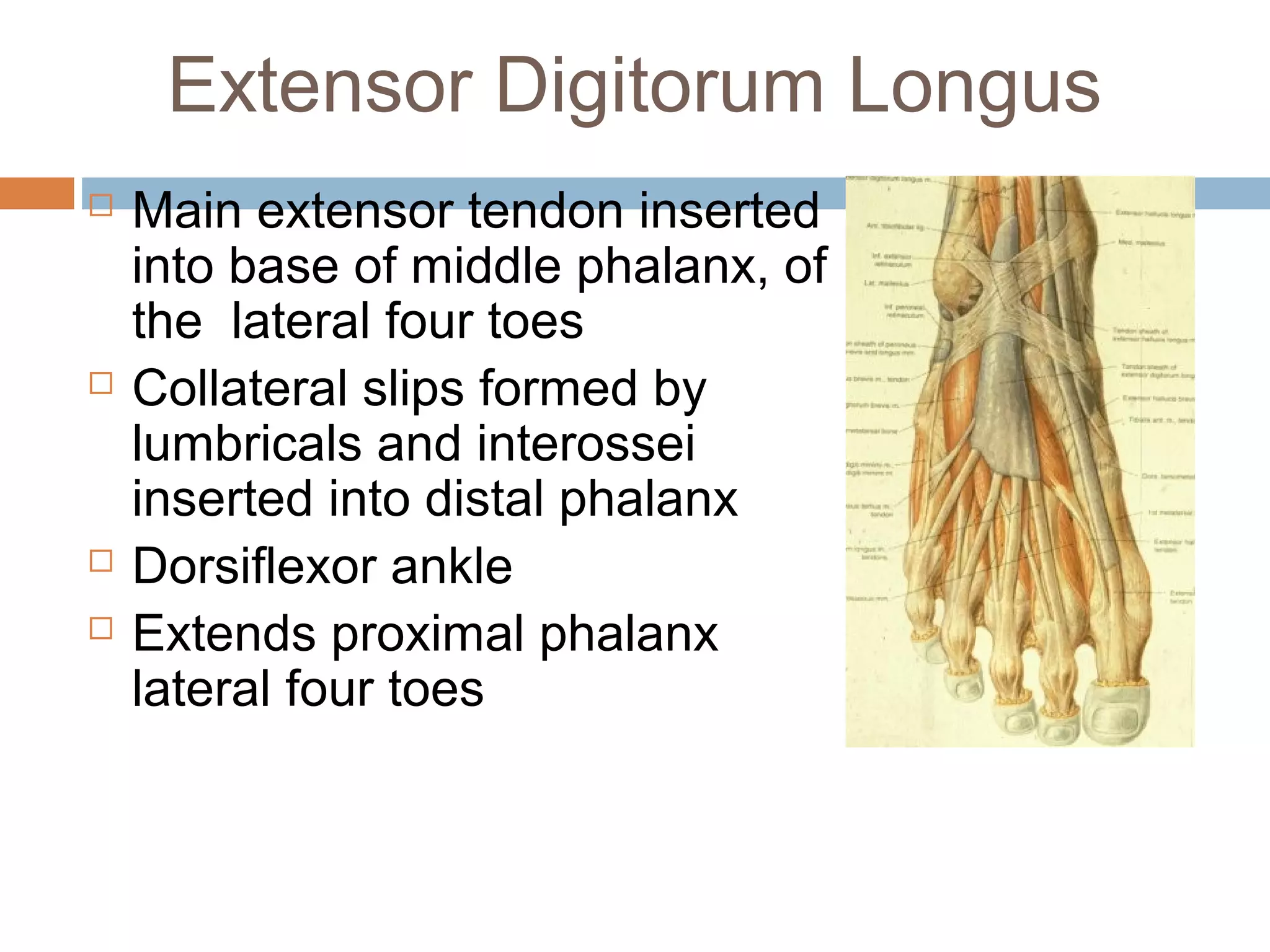 Anterior lateral and_posterior_compartments_of_calf | PPT
