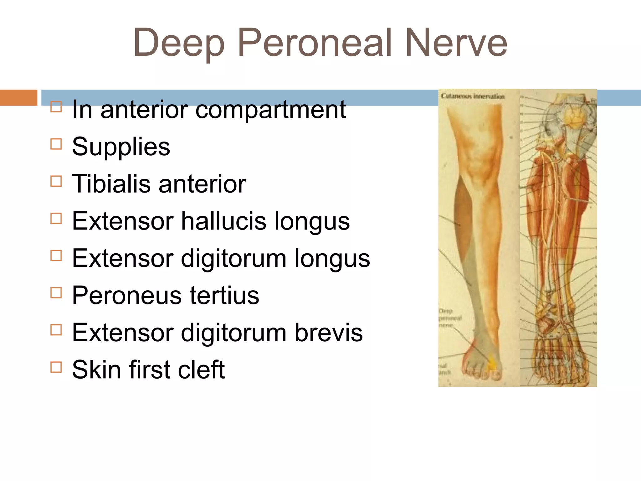 Anterior lateral and_posterior_compartments_of_calf | PPT