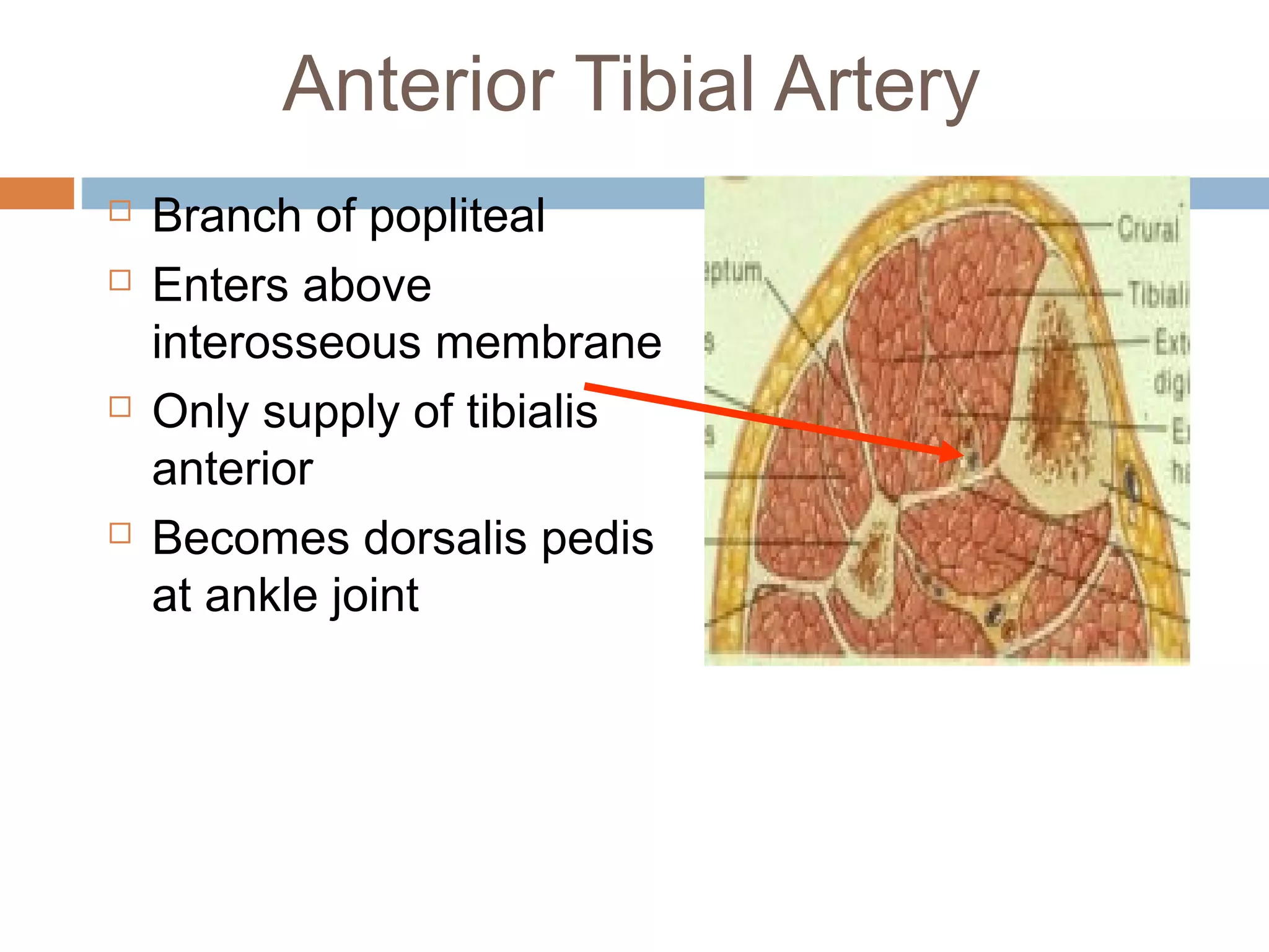 Anterior lateral and_posterior_compartments_of_calf | PPT