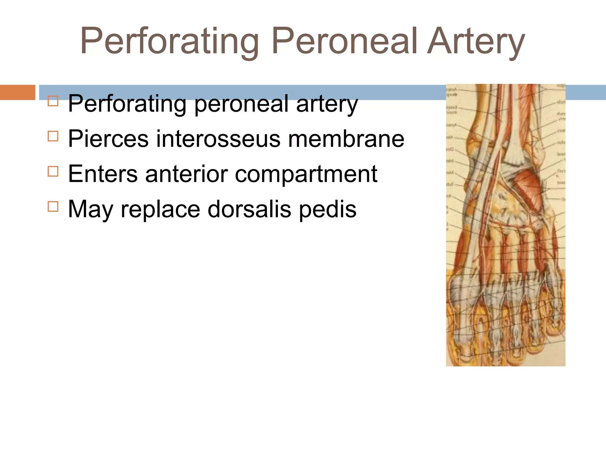 Anterior lateral and_posterior_compartments_of_calf | PPT
