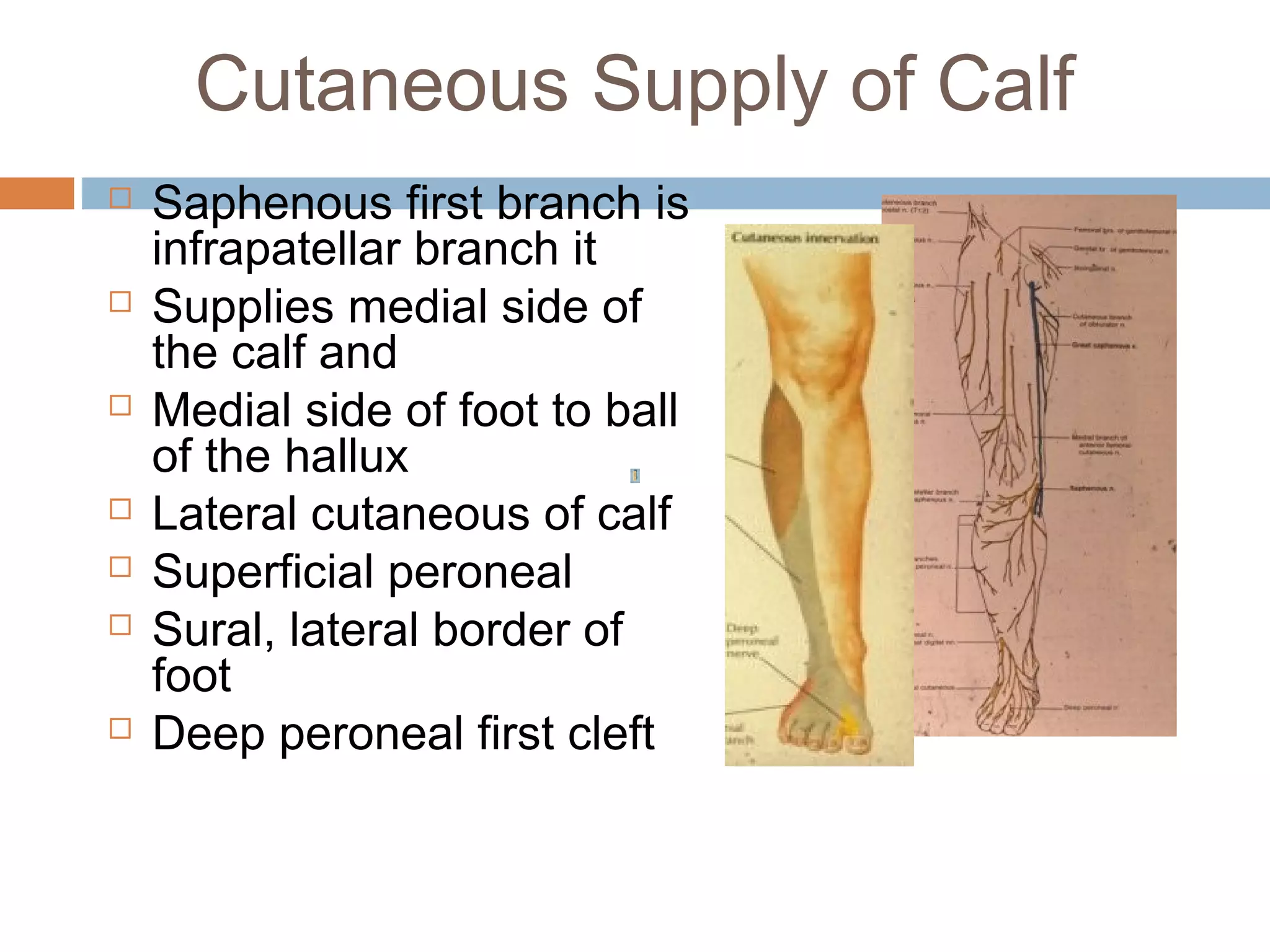 Anterior lateral and_posterior_compartments_of_calf | PPT