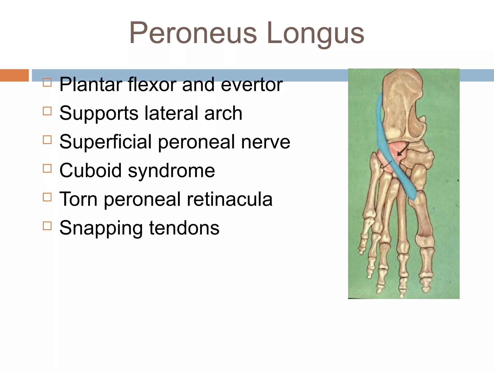 Anterior lateral and_posterior_compartments_of_calf | PPT