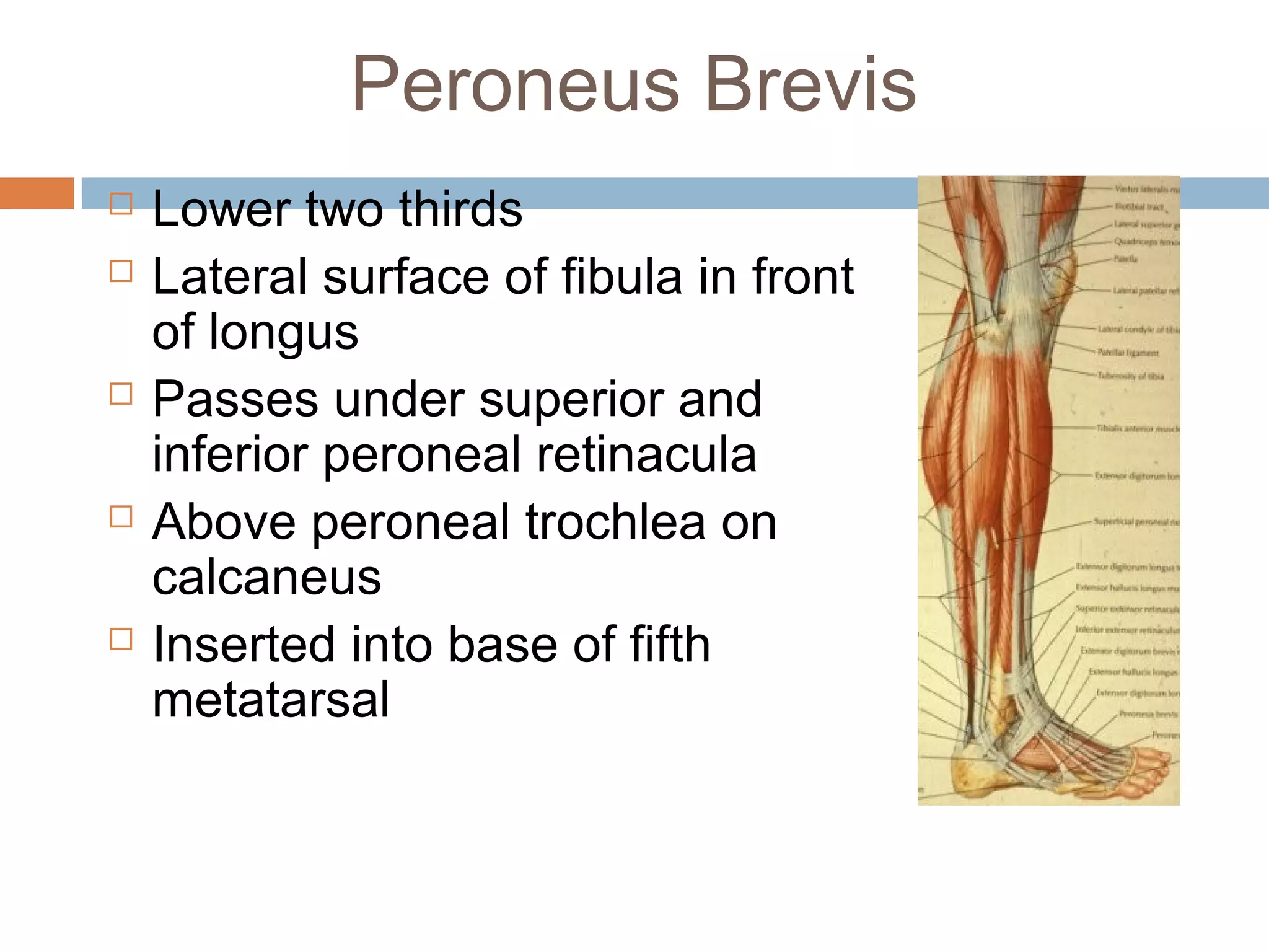 Anterior lateral and_posterior_compartments_of_calf | PPT