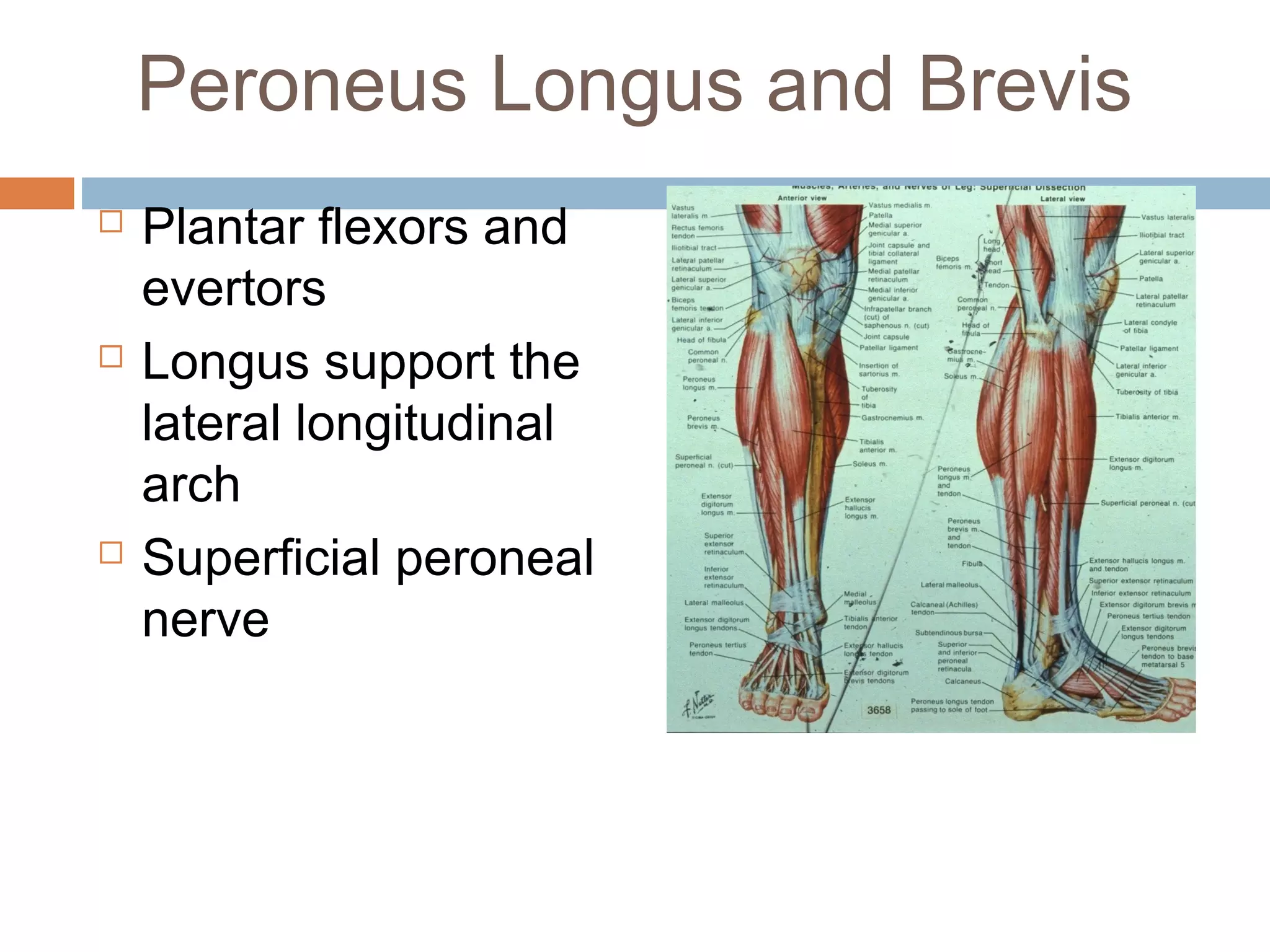 Anterior lateral and_posterior_compartments_of_calf | PPT
