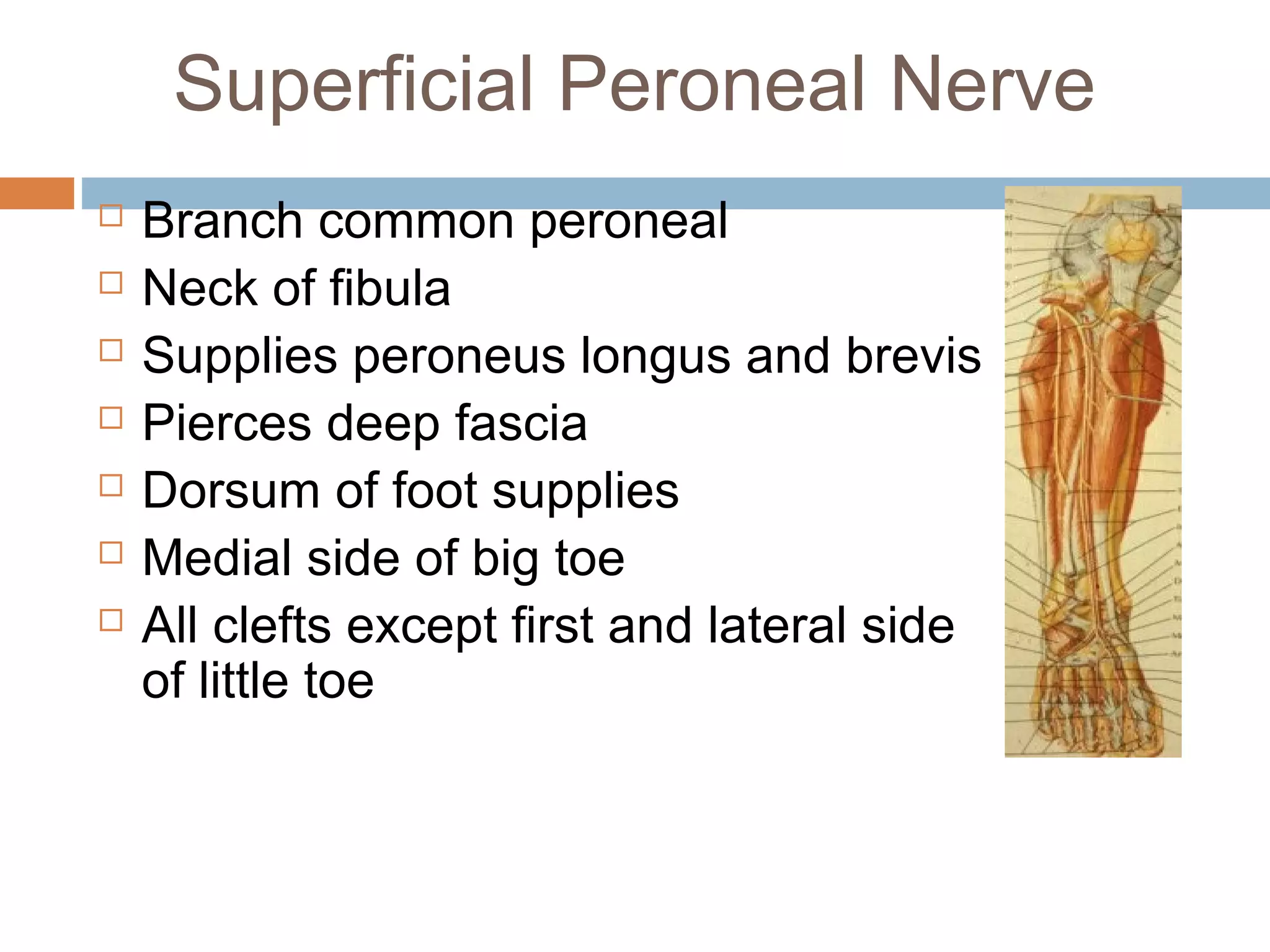 Anterior lateral and_posterior_compartments_of_calf | PPT