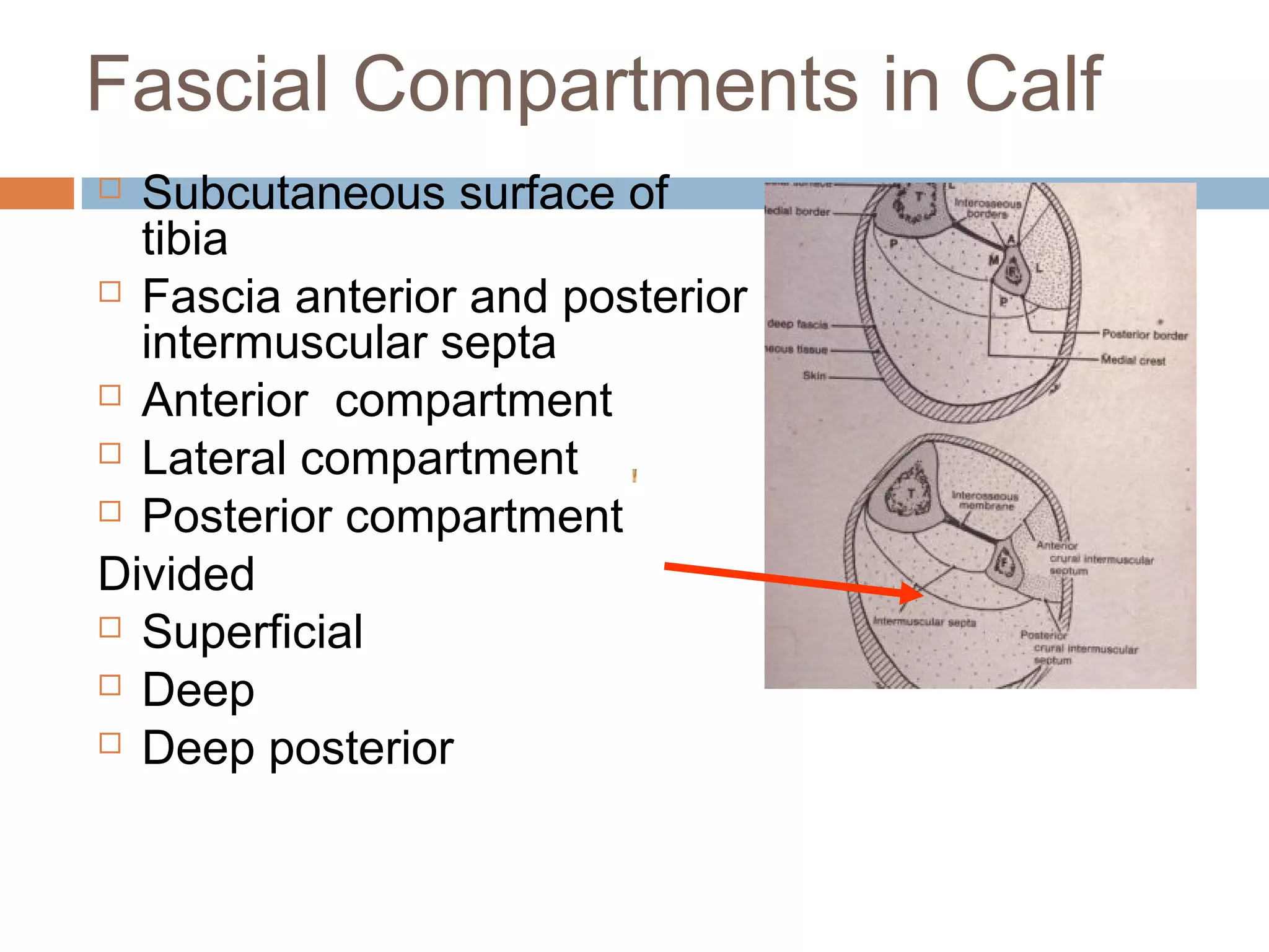 Anterior lateral and_posterior_compartments_of_calf | PPT