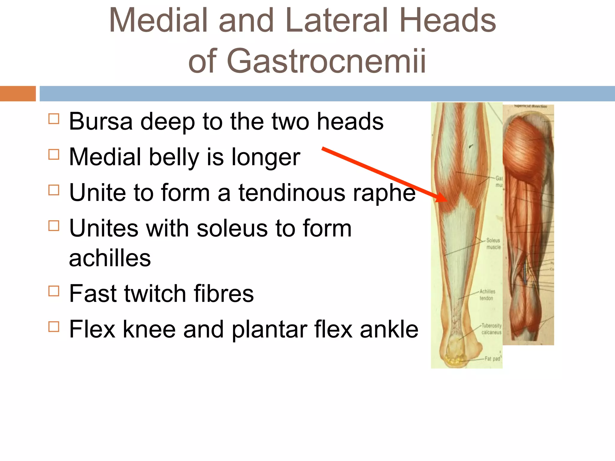 Anterior lateral and_posterior_compartments_of_calf | PPT