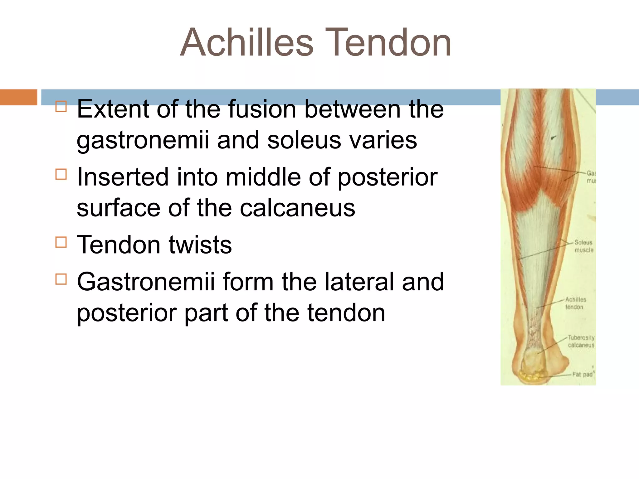 Anterior lateral and_posterior_compartments_of_calf | PPT