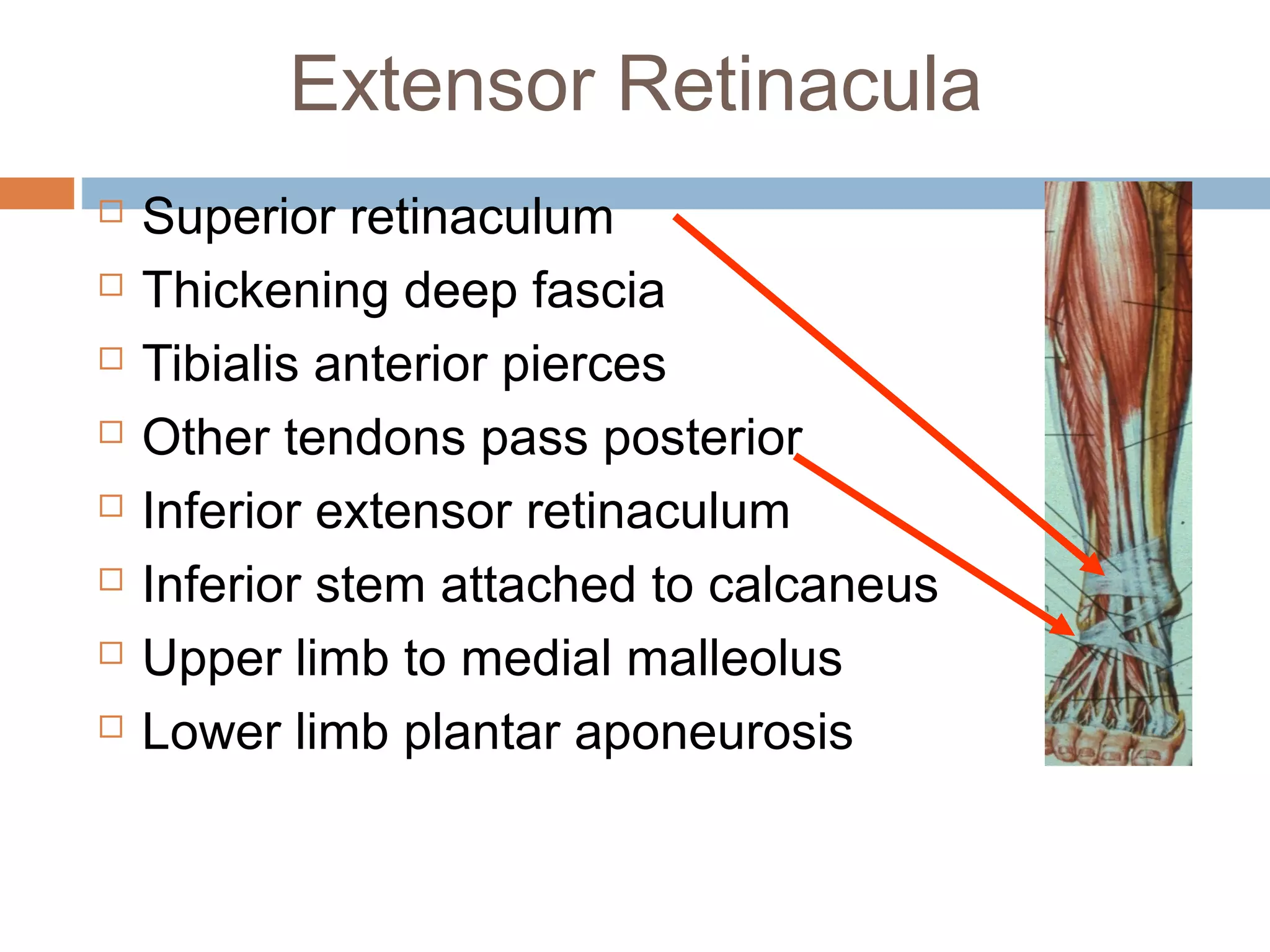 Anterior lateral and_posterior_compartments_of_calf | PPT