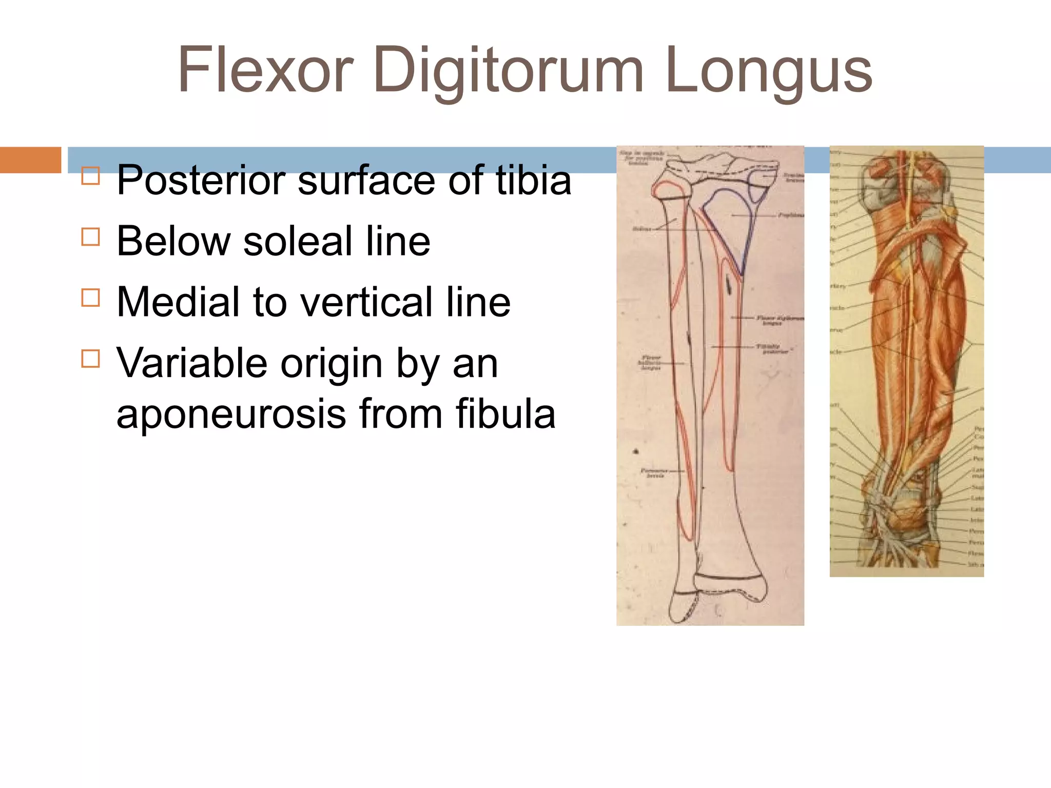 Anterior lateral and_posterior_compartments_of_calf | PPT