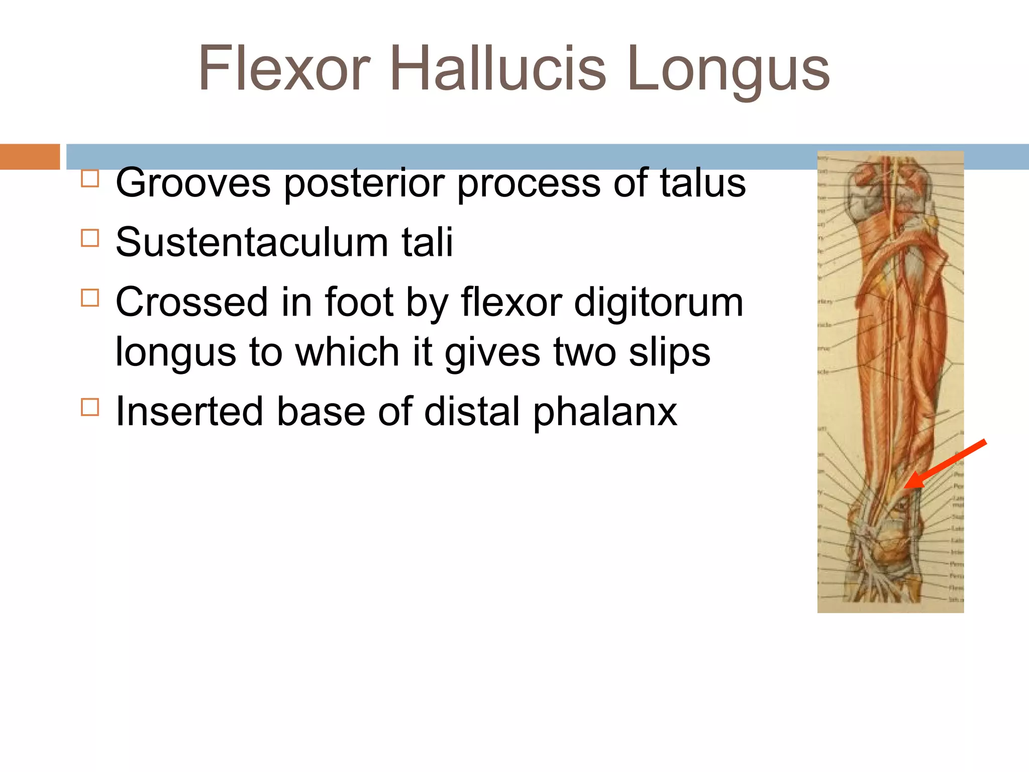 Anterior lateral and_posterior_compartments_of_calf | PPT