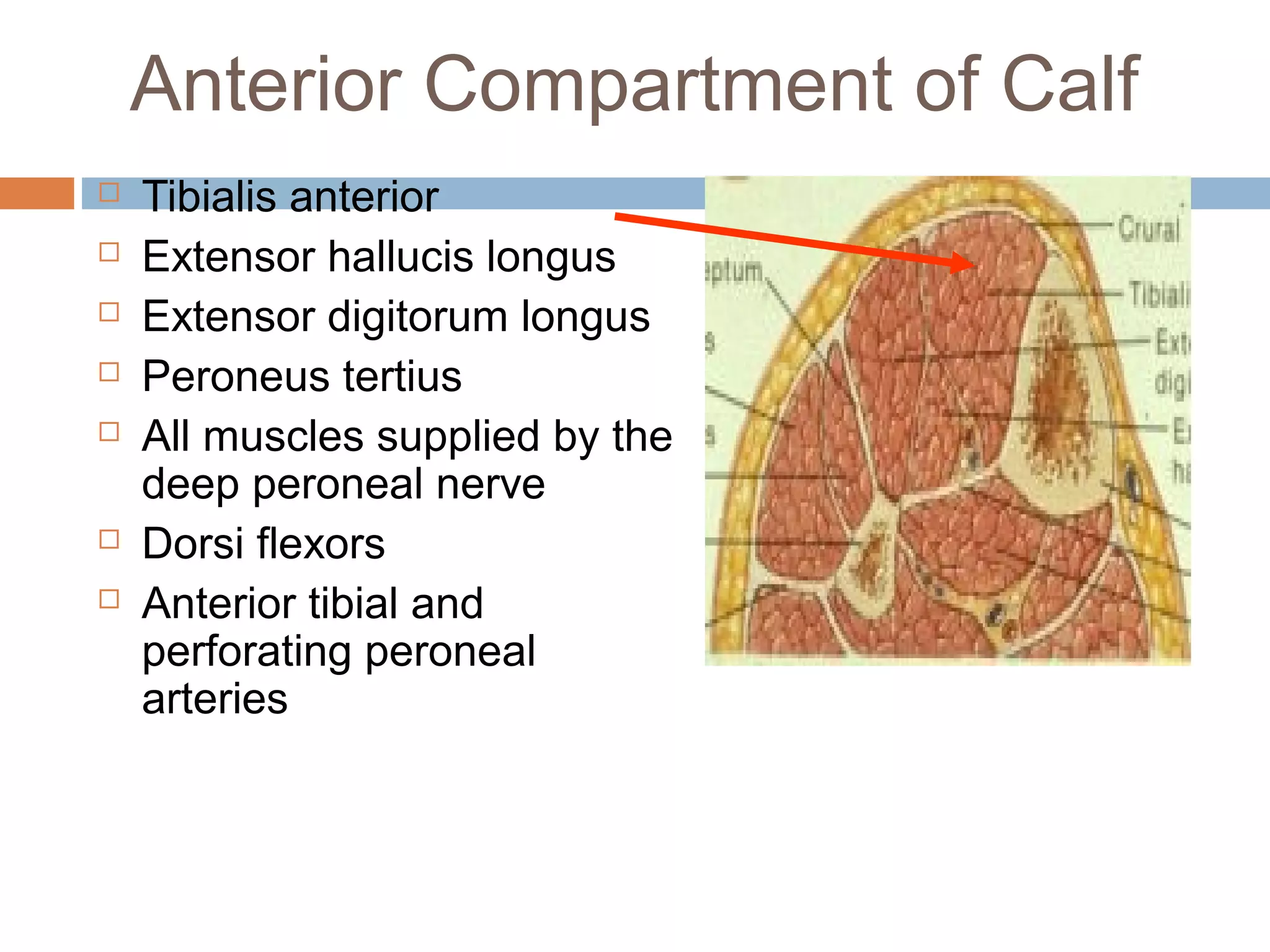 Anterior lateral and_posterior_compartments_of_calf | PPT