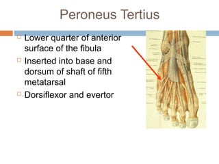 Anterior lateral and_posterior_compartments_of_calf | PPT