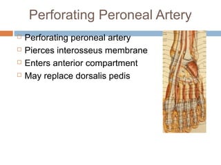 Anterior lateral and_posterior_compartments_of_calf | PPT