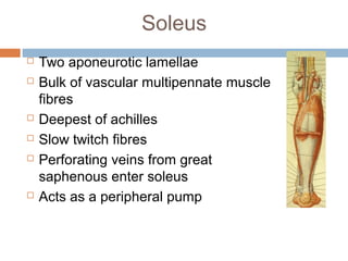 Anterior lateral and_posterior_compartments_of_calf | PPT