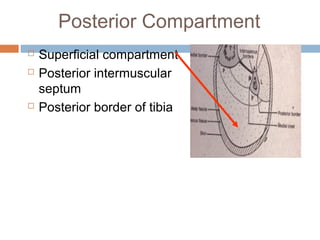 Anterior lateral and_posterior_compartments_of_calf | PPT