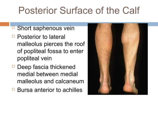 Anterior lateral and_posterior_compartments_of_calf