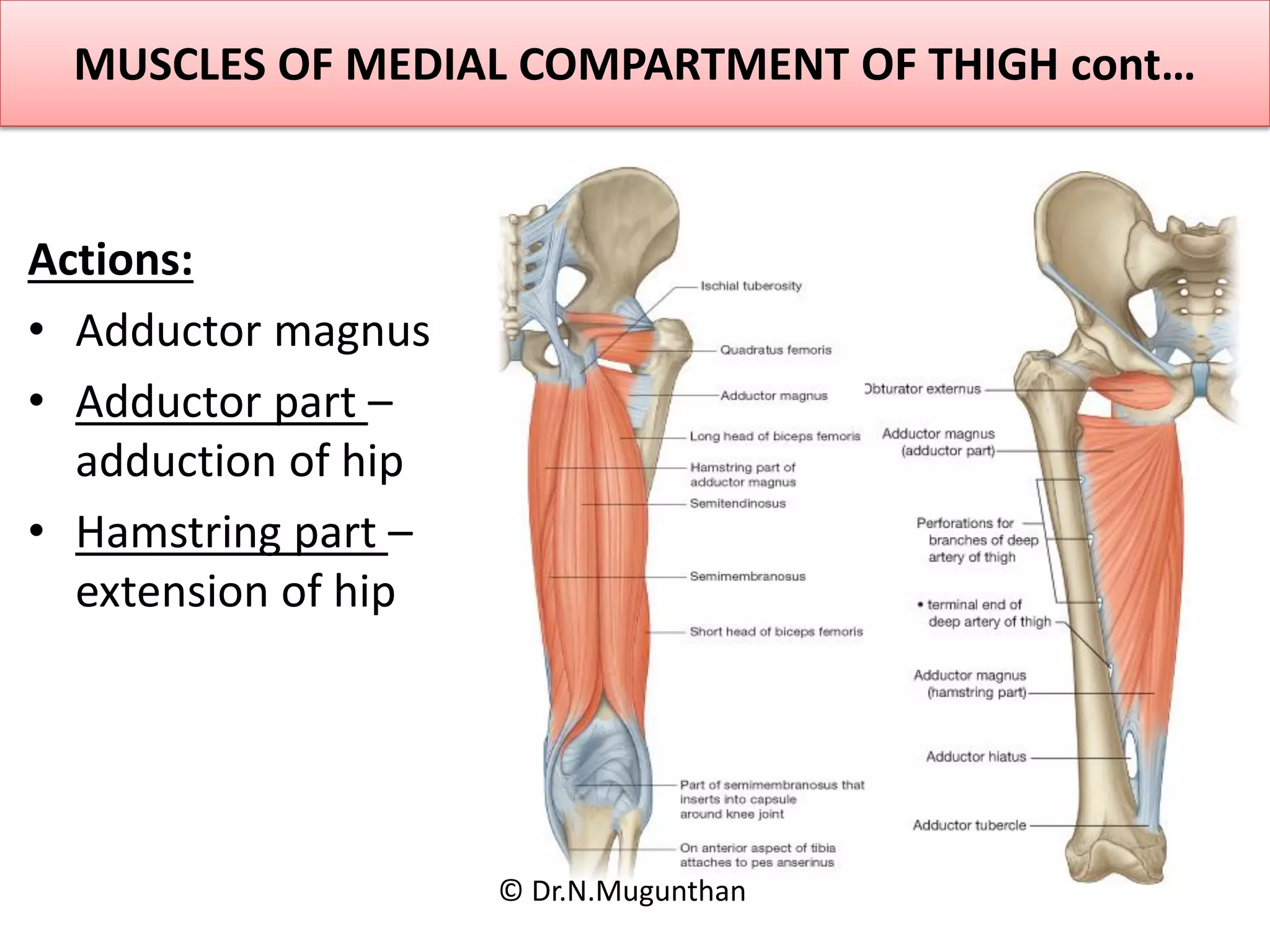 Anterior,medial compartment of thigh,adductor canal &obturator nerve Dr ...