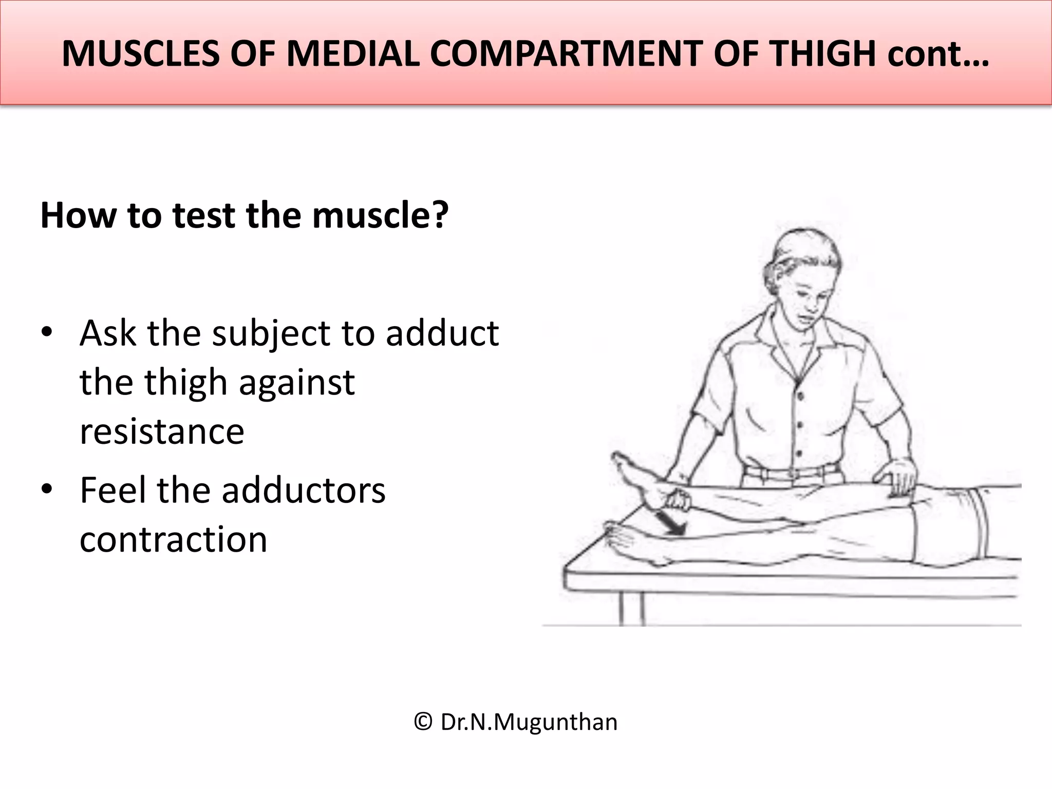 Anterior,medial compartment of thigh,adductor canal &obturator nerve Dr ...