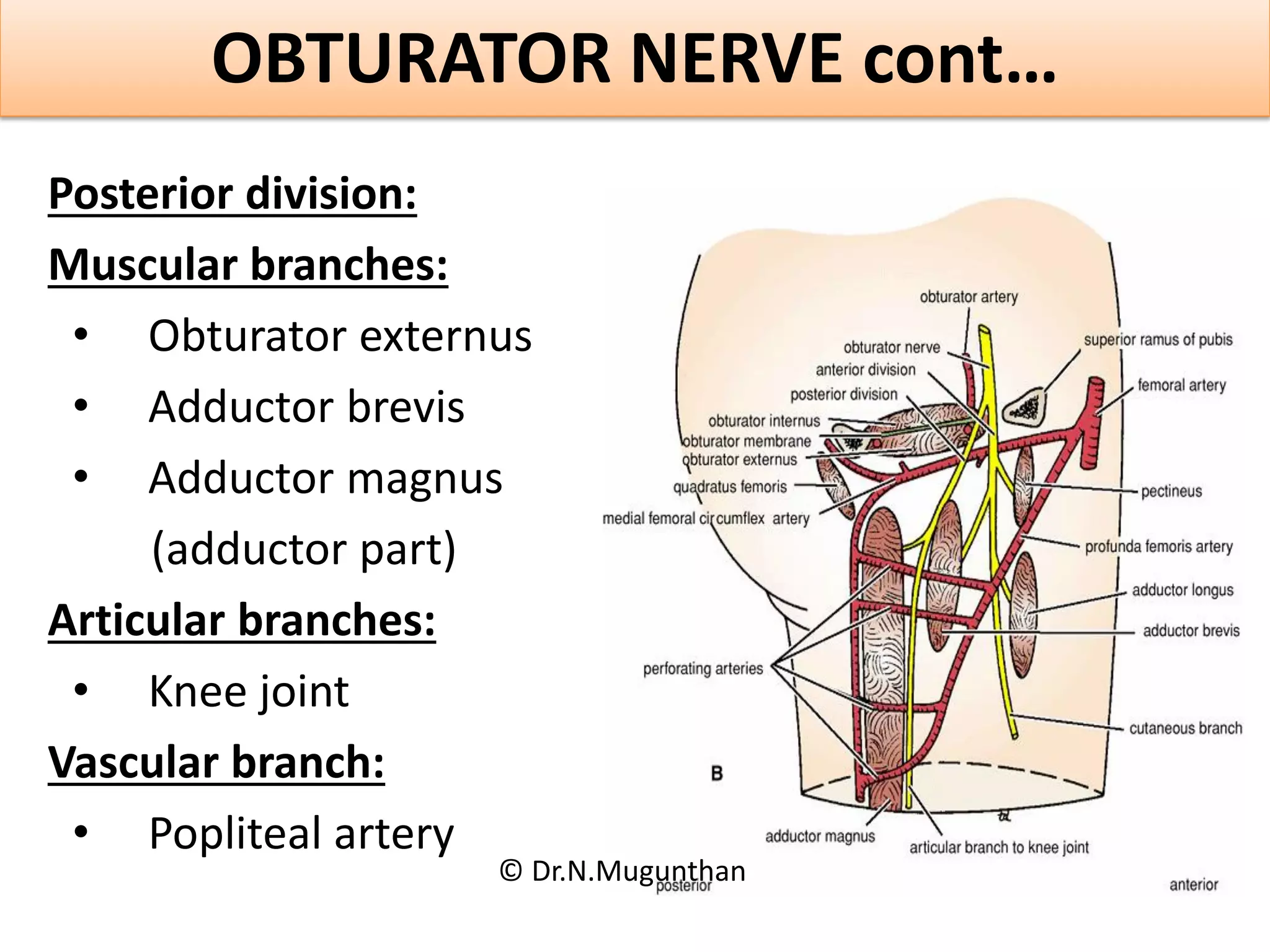 Anterior,medial compartment of thigh,adductor canal &obturator nerve Dr ...