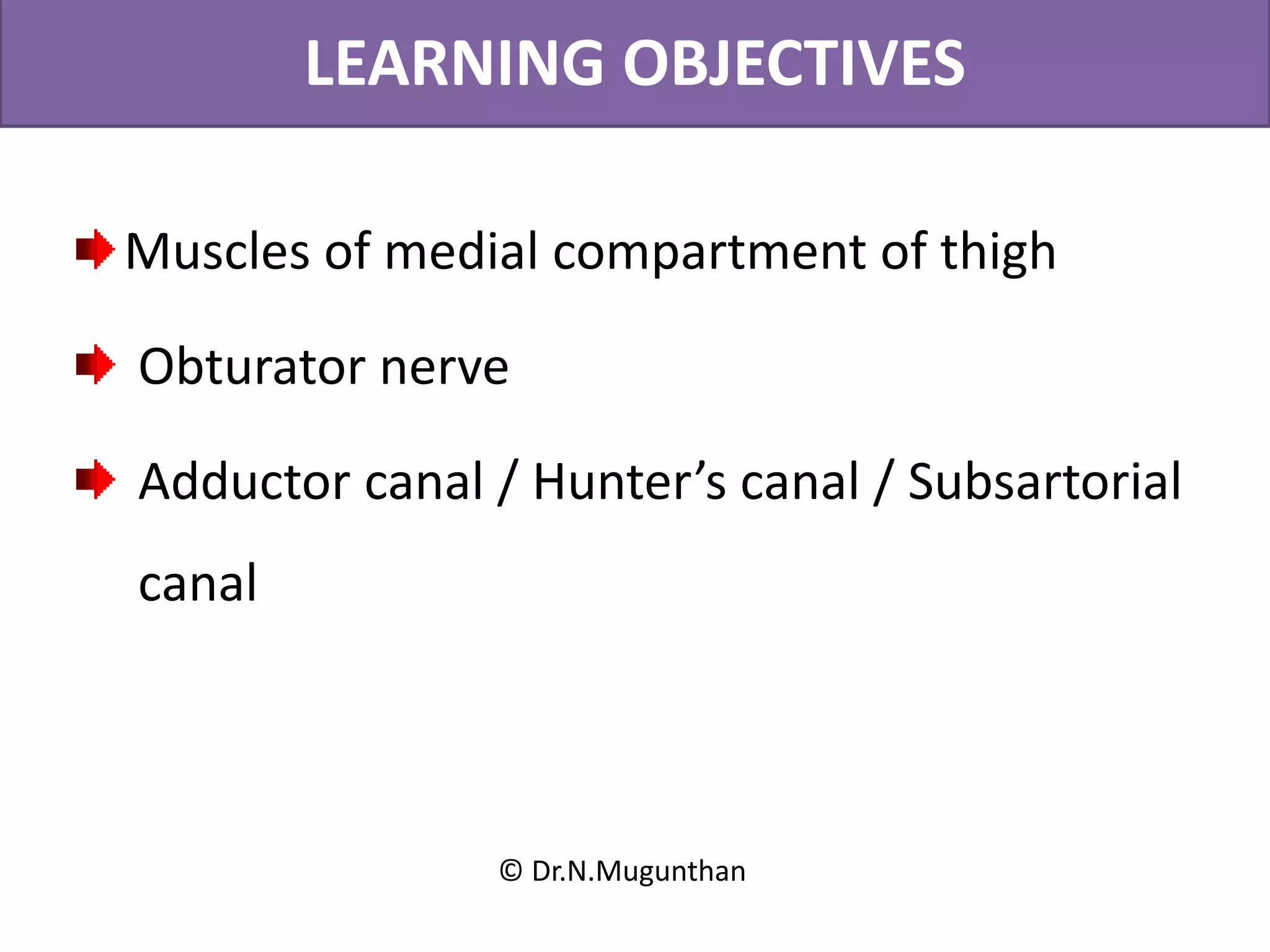 Anterior,medial compartment of thigh,adductor canal &obturator nerve Dr ...