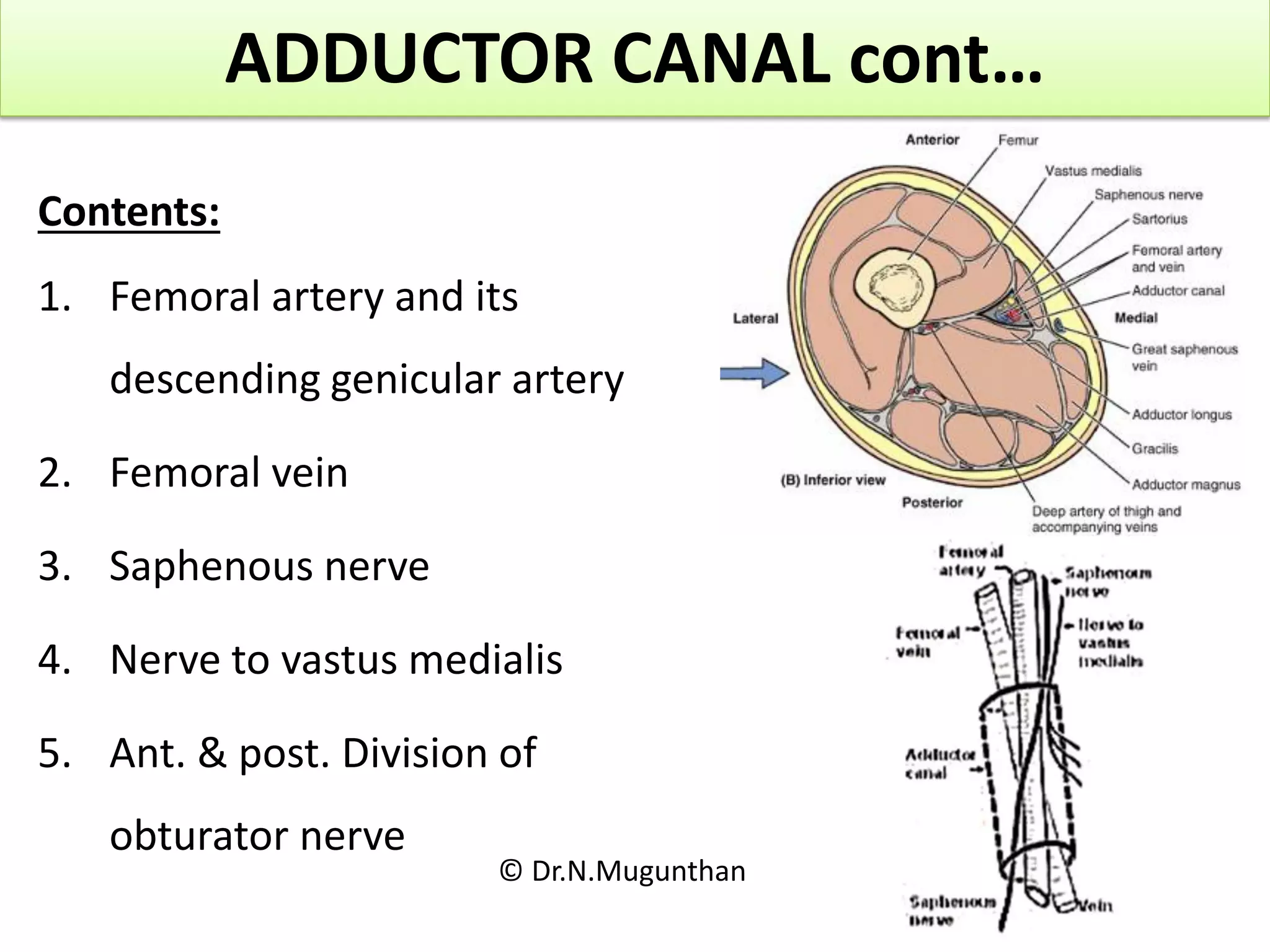 Descending Genicular Artery In Adductor Canal