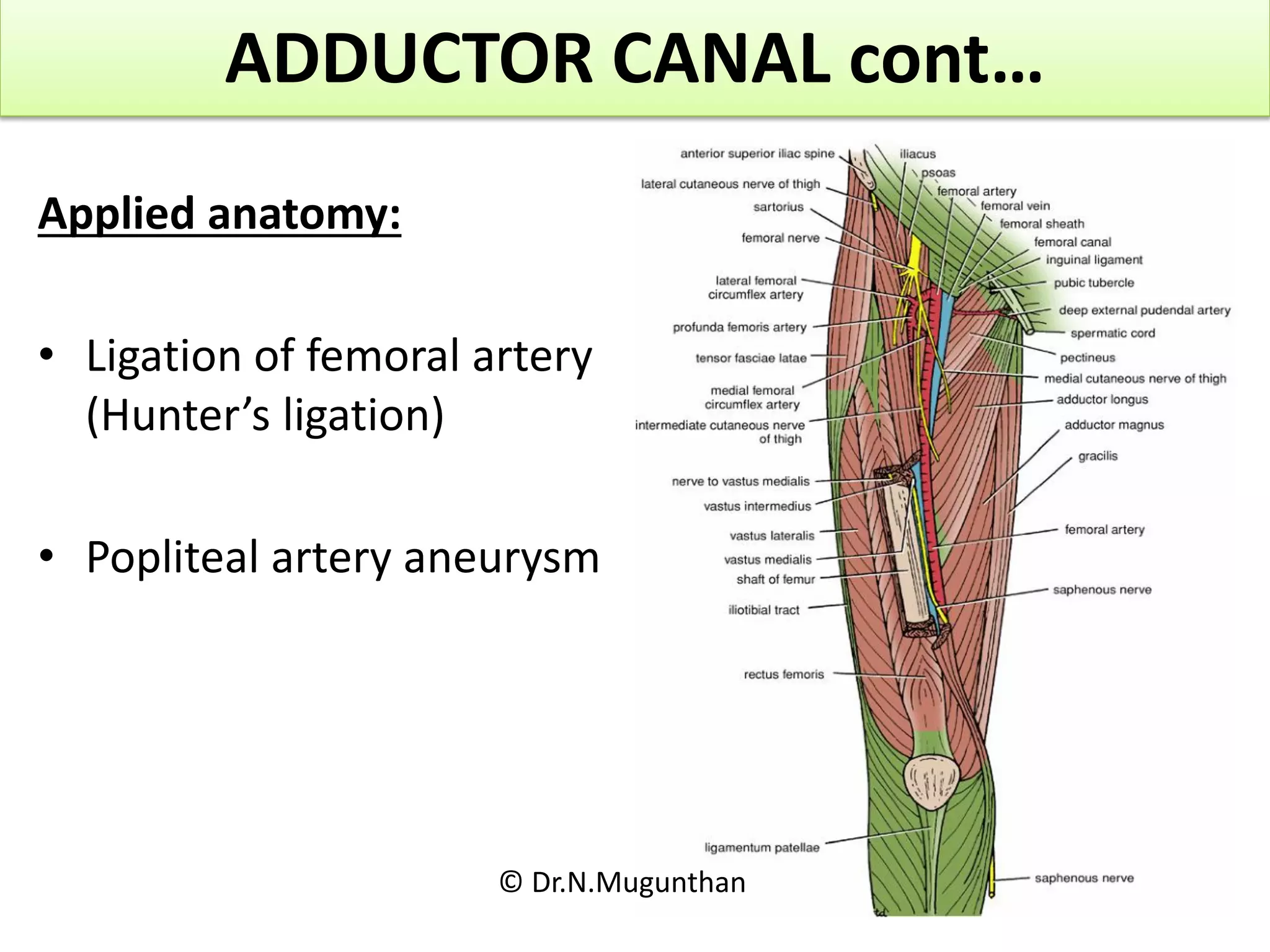 Anterior,medial compartment of thigh,adductor canal &obturator nerve Dr ...