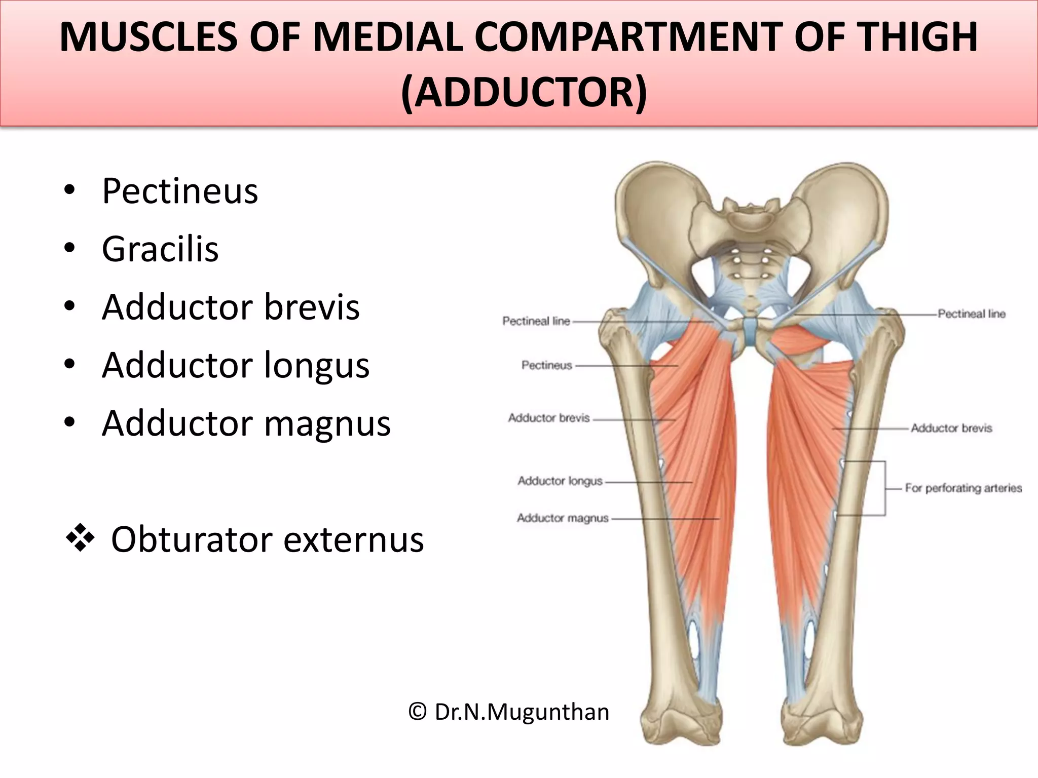Anterior,medial compartment of thigh,adductor canal &obturator nerve Dr ...