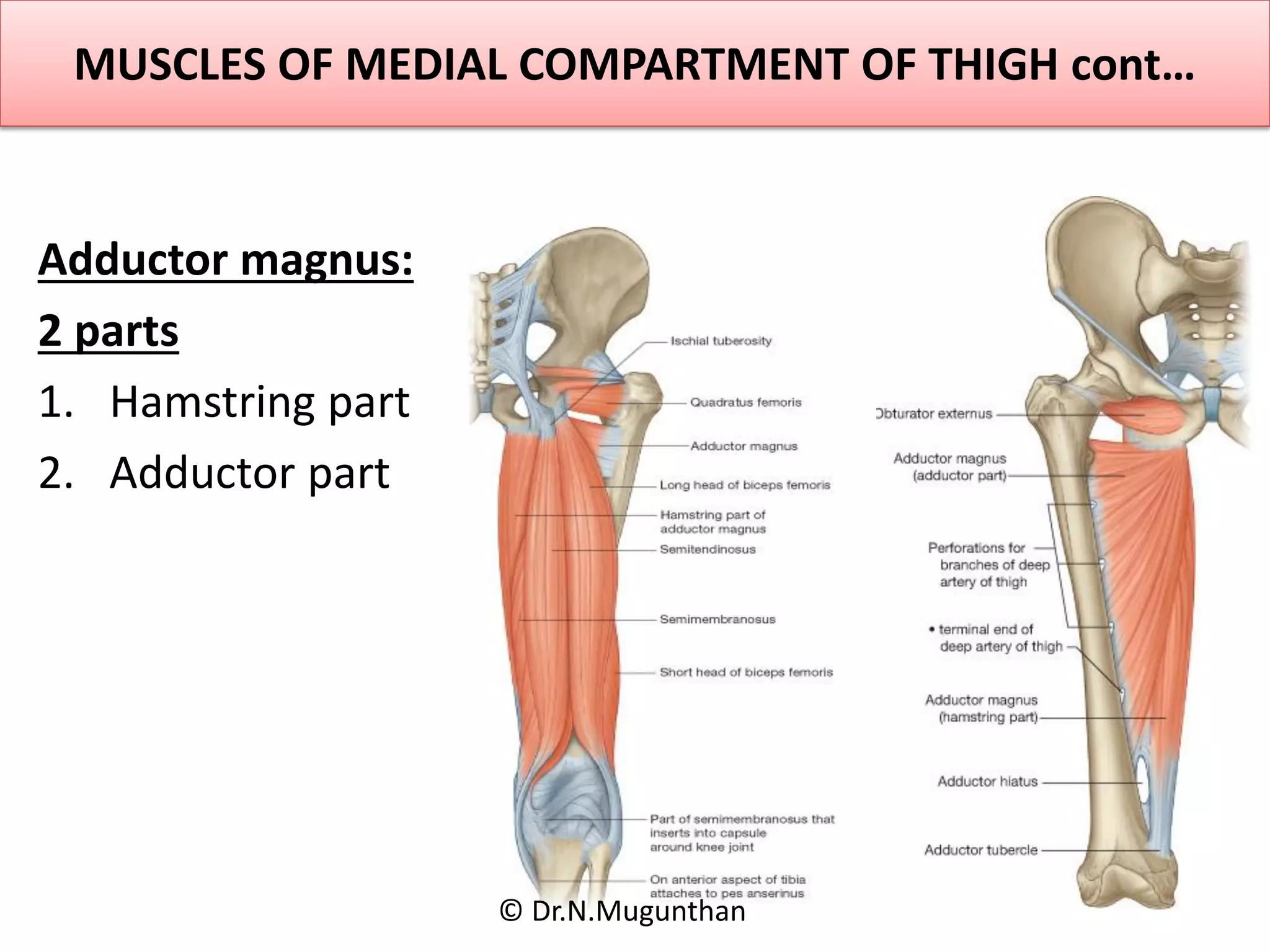 Anterior,medial compartment of thigh,adductor canal &obturator nerve Dr ...