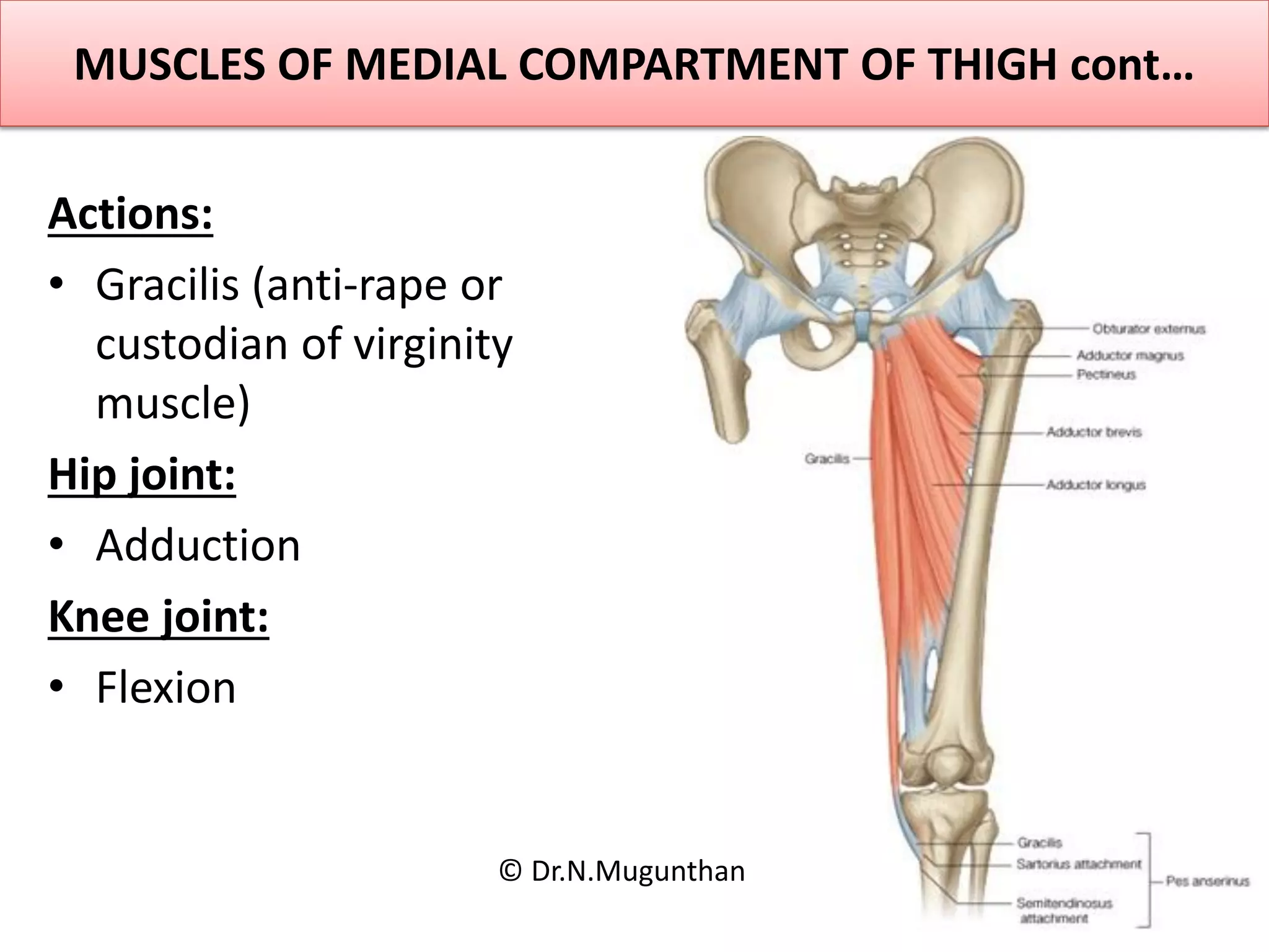 Anterior,medial compartment of thigh,adductor canal &obturator nerve Dr ...